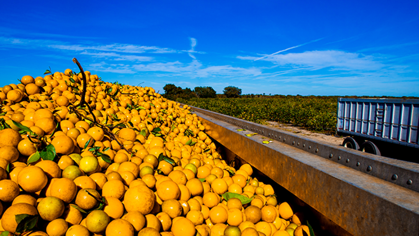 USDA projects U.S. citrus output will decline over next ten years - The ...