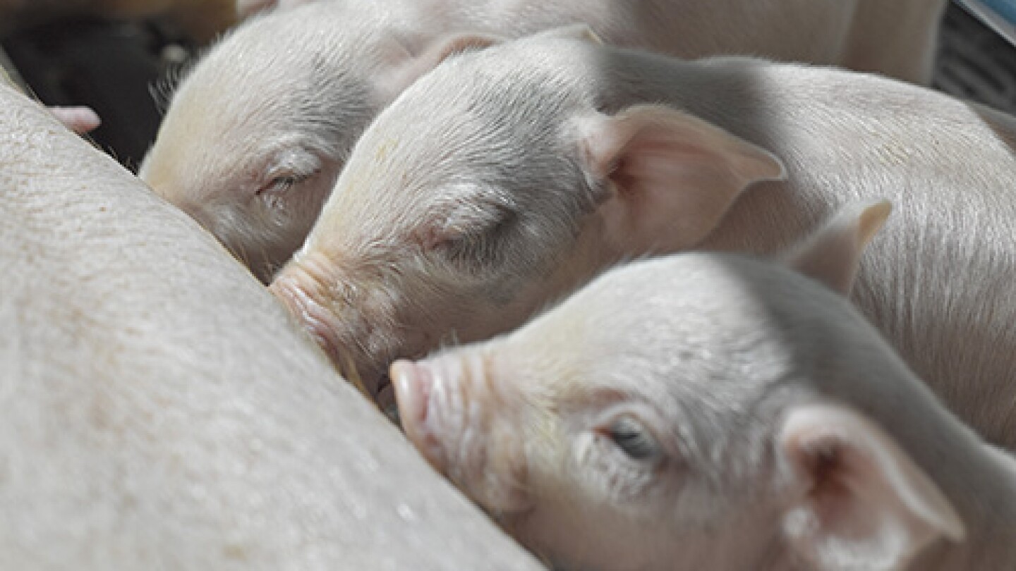 MetaFarms' Sow Platform Integrates with SwineTech’s PigFlow - Pork Business