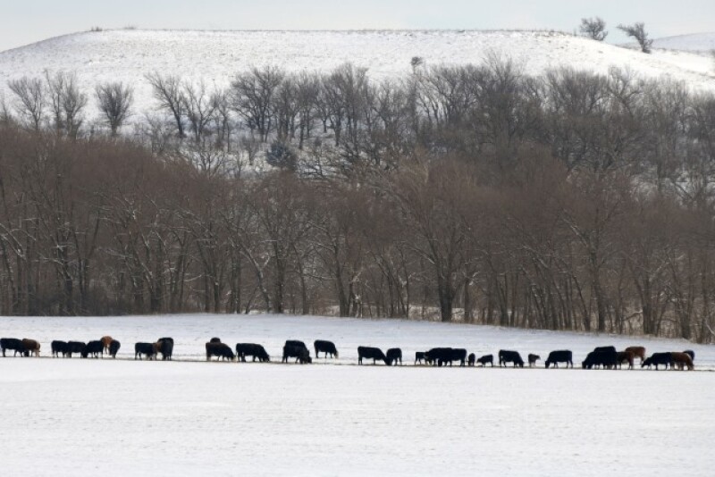 New Respiratory and Reproductive Vaccines - Drovers