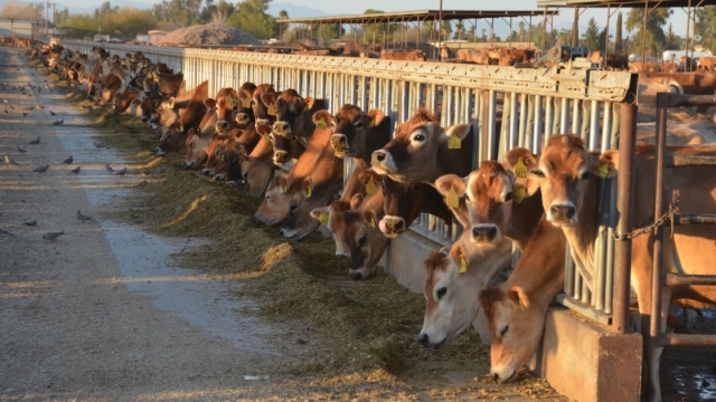 Western Dairy Management Conference Set April 1-3 in Reno - Dairy Herd