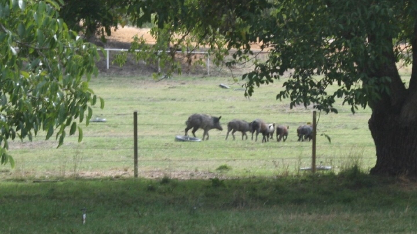 Ohio Legislators Pass Feral Swine Bill, Ohio Pig Farmers Urge Governor ...