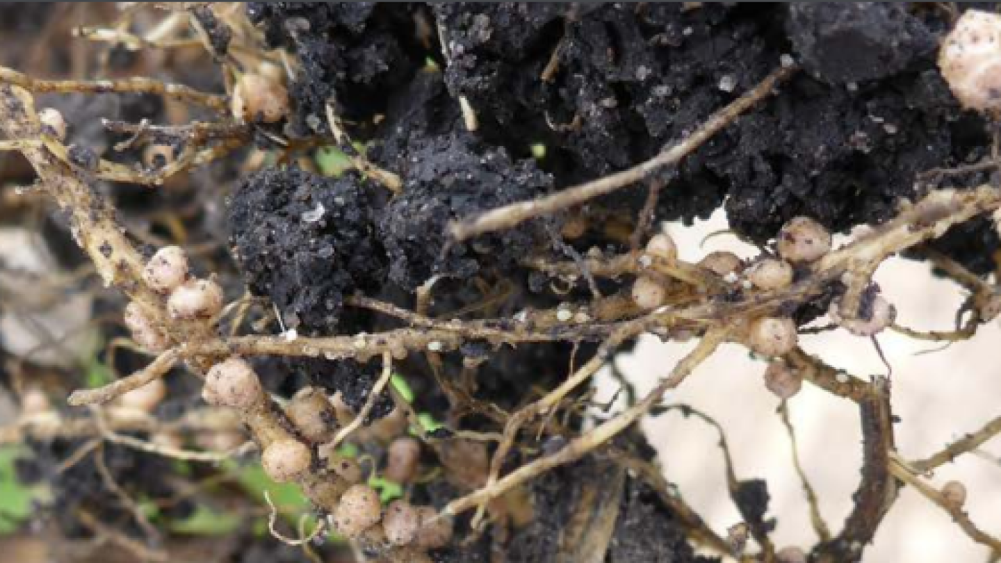 New Gene Discovery Will Help Combat Soybean Cyst Nematode - The Scoop ...