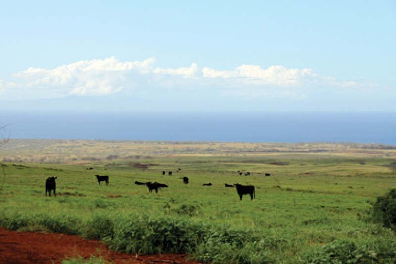 largest cattle ranches