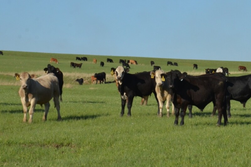 Hello Essential Oils and Goodbye Ionophores? - Drovers