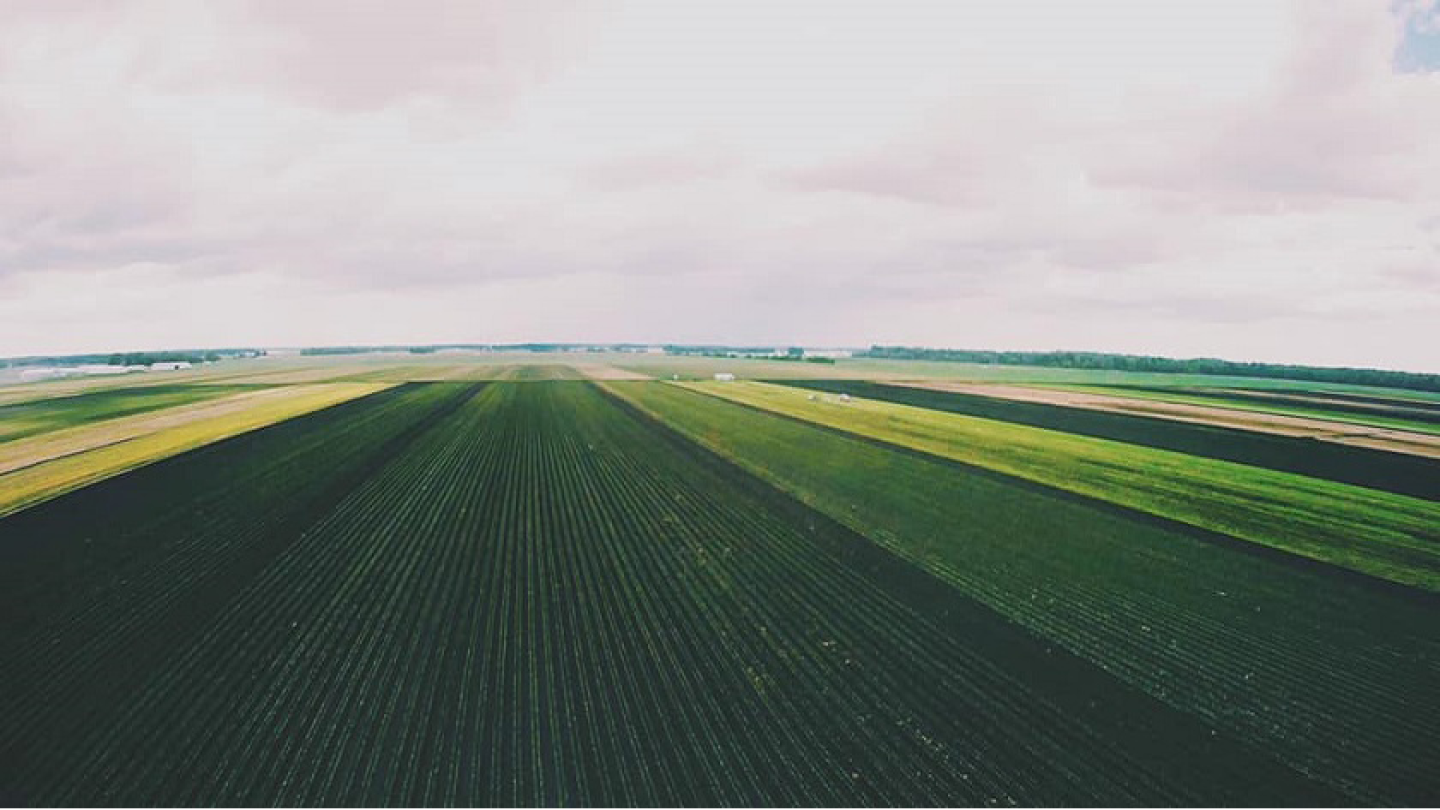 Wiers Farm Inc. moving big volume - The Packer - Fruit and Vegetable ...