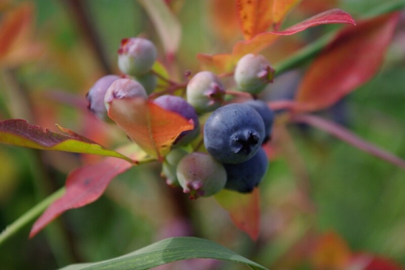 Blueberries Leading the Charge to Help Fight Cervical Cancer - The ...