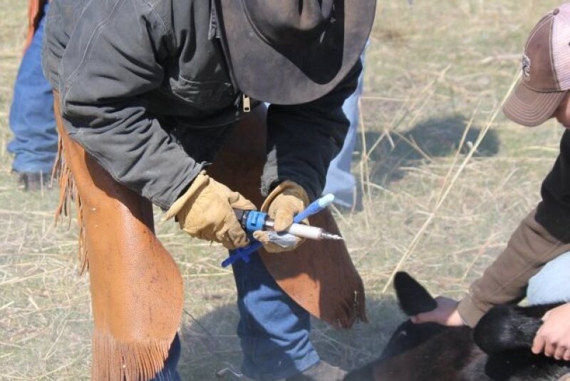 Core Vaccination Guidelines For Dairy and Beef Cattle - Bovine Vet