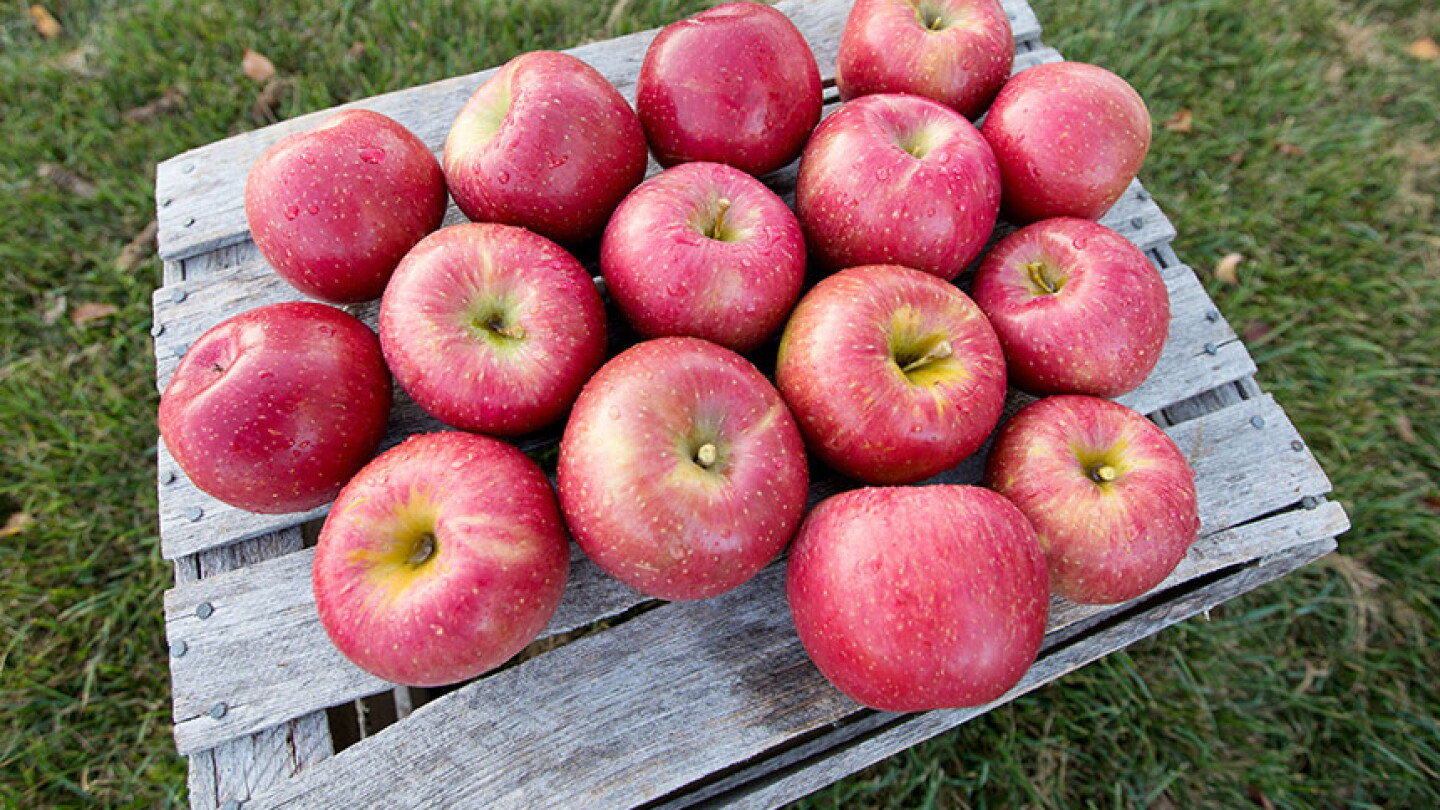 How Michigan fruit and vegetable production packs a punch - The Packer