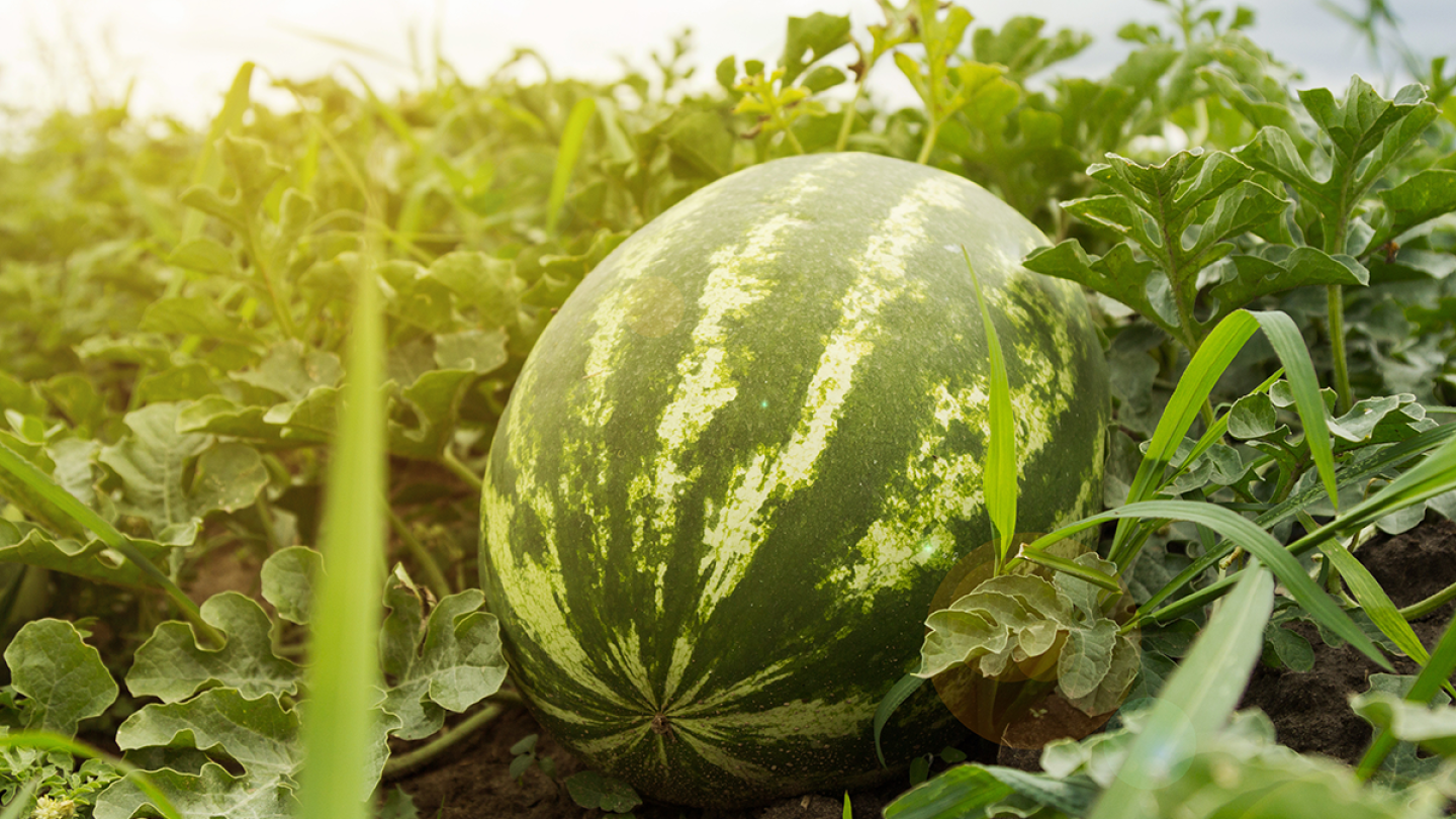USDA seeks nominations for National Watermelon Promotion Board - The Packer