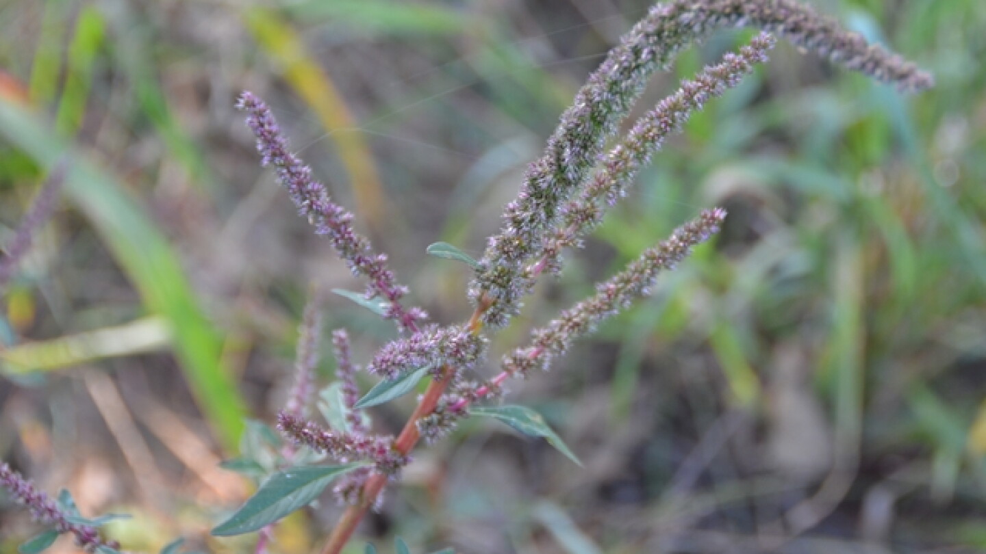 Waterhemp Outsmarts Herbicide Rotation - AgWeb