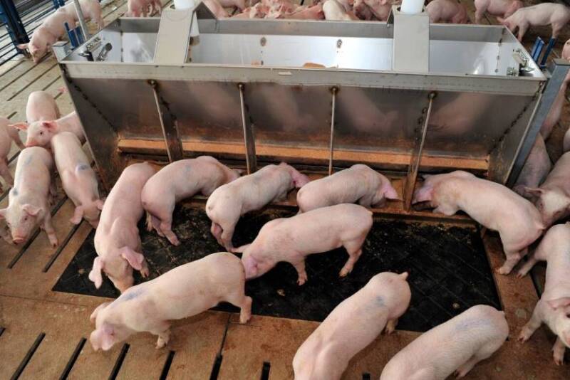 USDA Hogs and Pigs Report: Is This a Defining Moment for the Pork ...