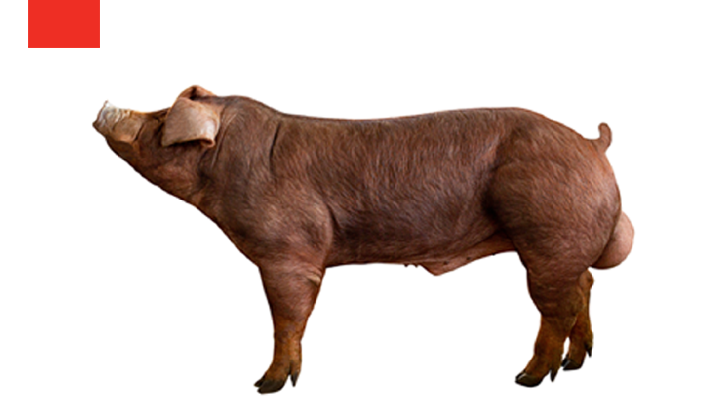 PIC®800 Drives Profit Through Consistent, Higher-Performing Progeny ...