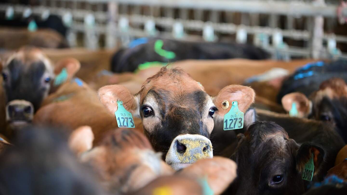 Who are the Winners and Losers in the Latest USDA Milk Production ...