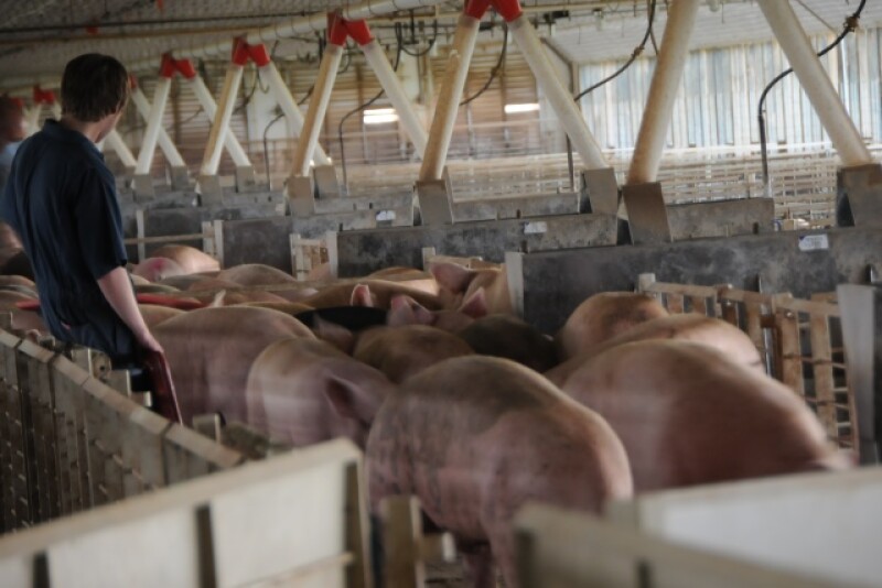 Weekly Outlook: Limited Pork Expansion - Pork Business