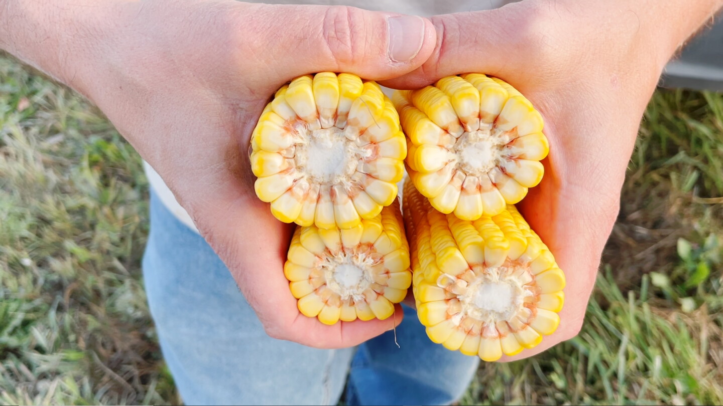 Analyst Flags Potential Overshoot in Corn Yield Estimate And Why It ...