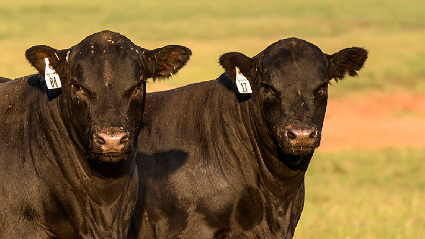 Terminology of Modern Beef Cattle Genetic Prediction - Drovers
