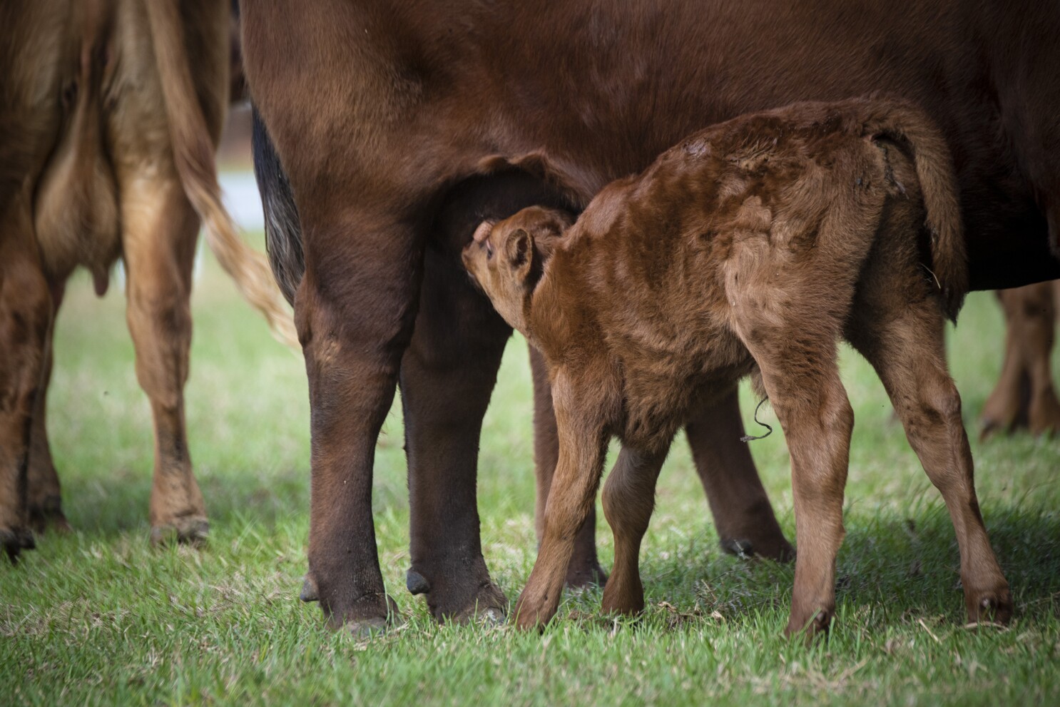 baby beef cows