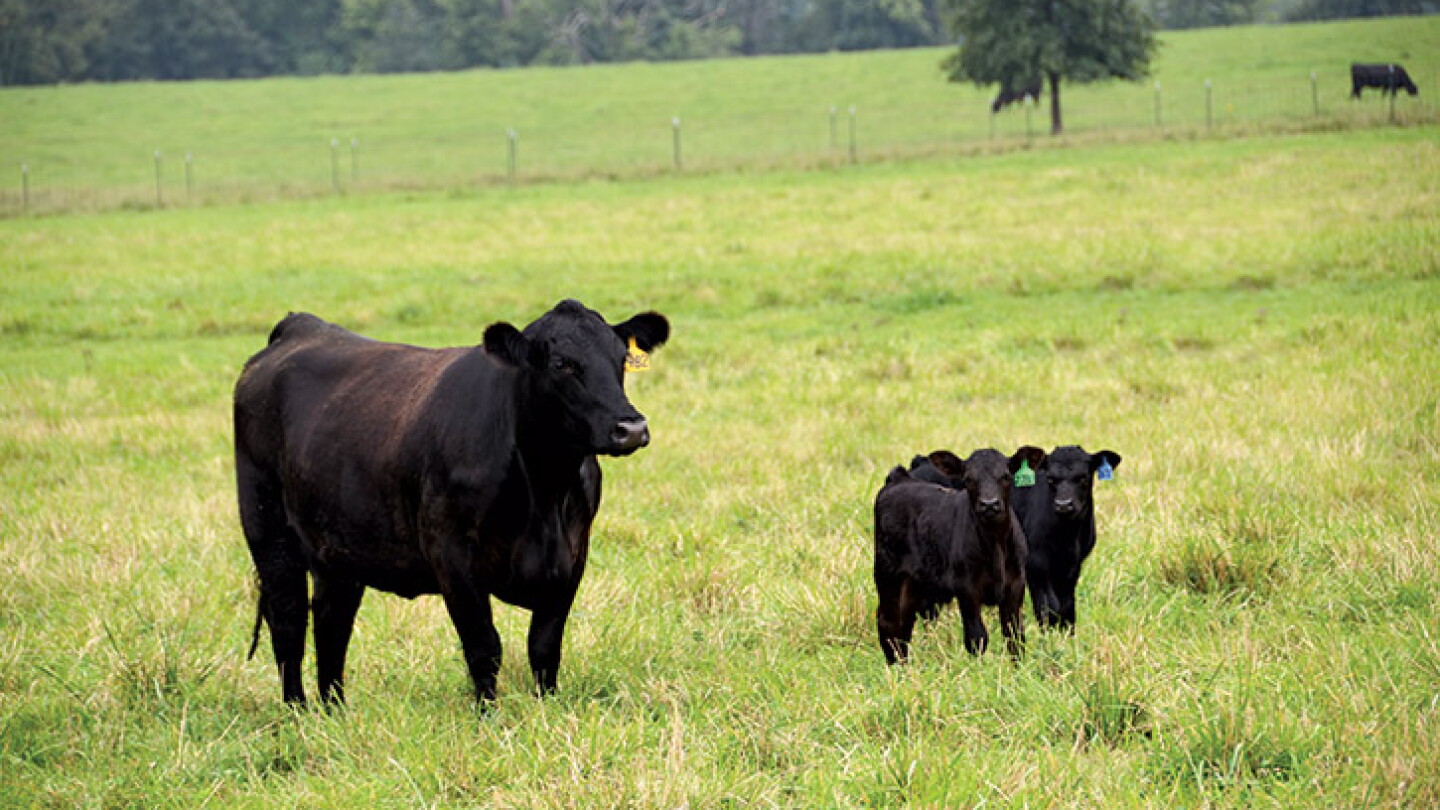 Angus Coup Goes Awry - Drovers