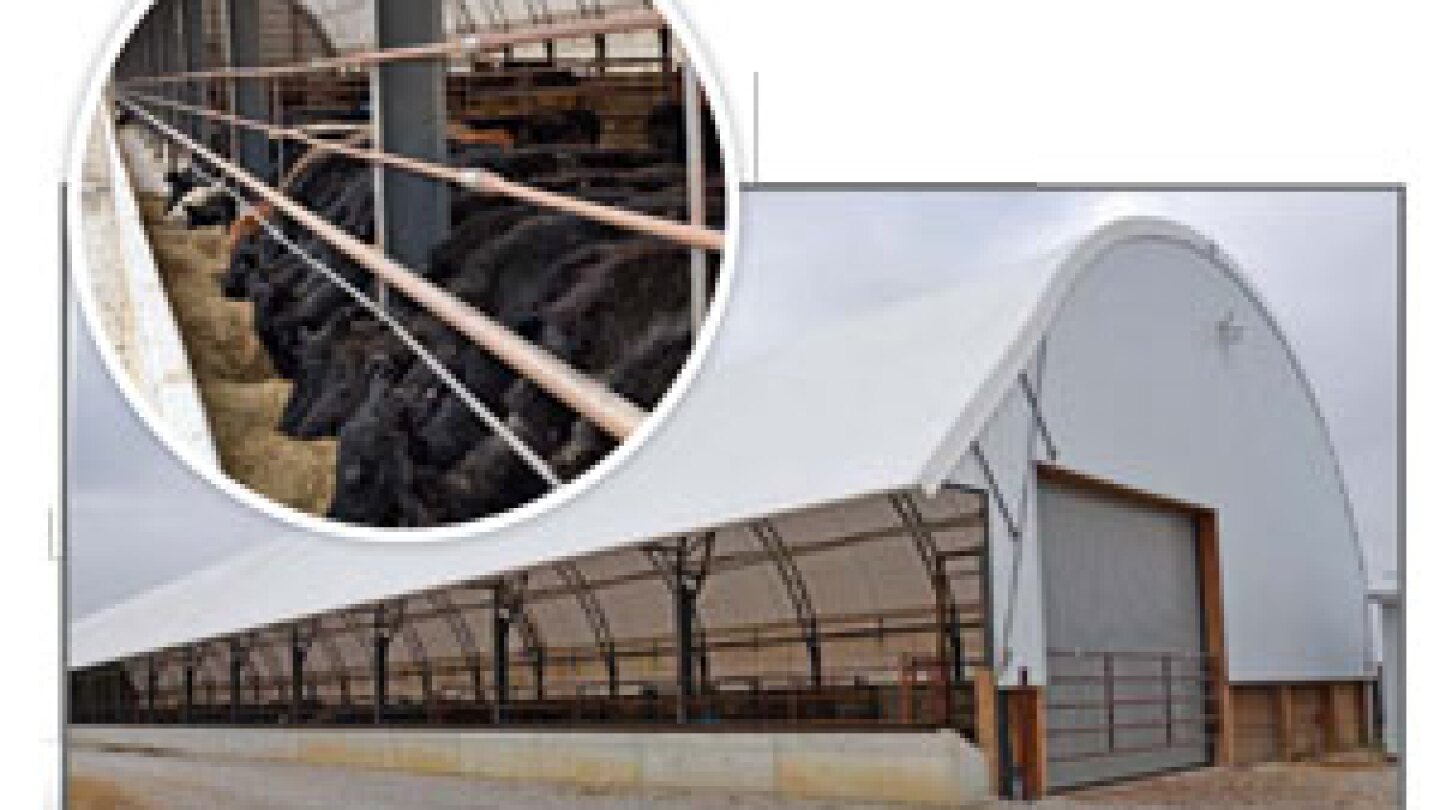 Cattle Under Roof - Drovers