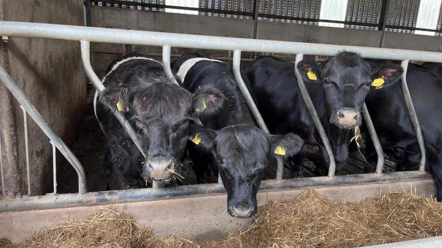 Purina Animal Nutrition Releases Comprehensive Beef-on-Dairy Industry ...