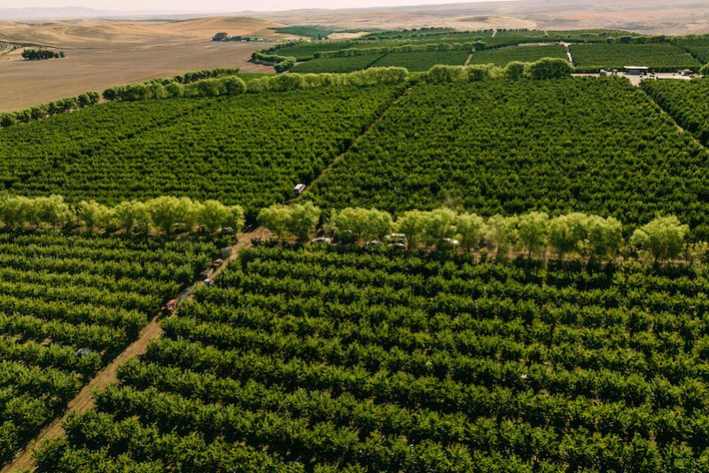 Sage Fruit anticipates high-quality cherry crop - The Packer