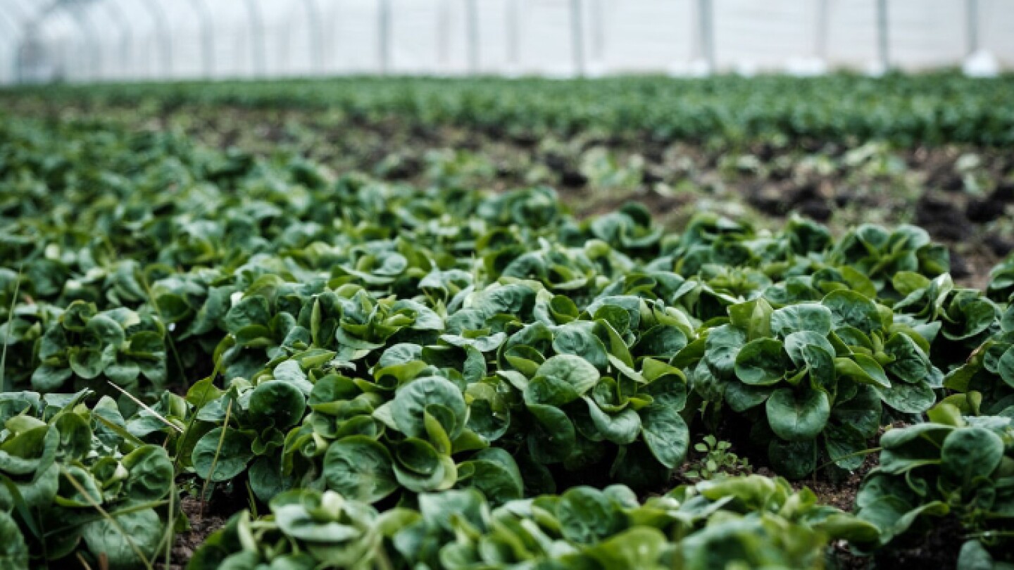 Greenhouse fruits, vegetables continue to expand - The Packer - Fruit ...