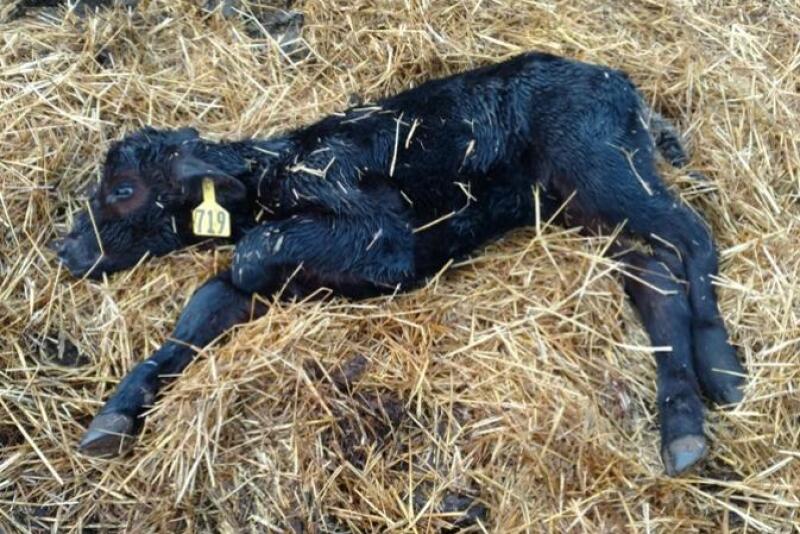 Treating Calf Scours - Drovers