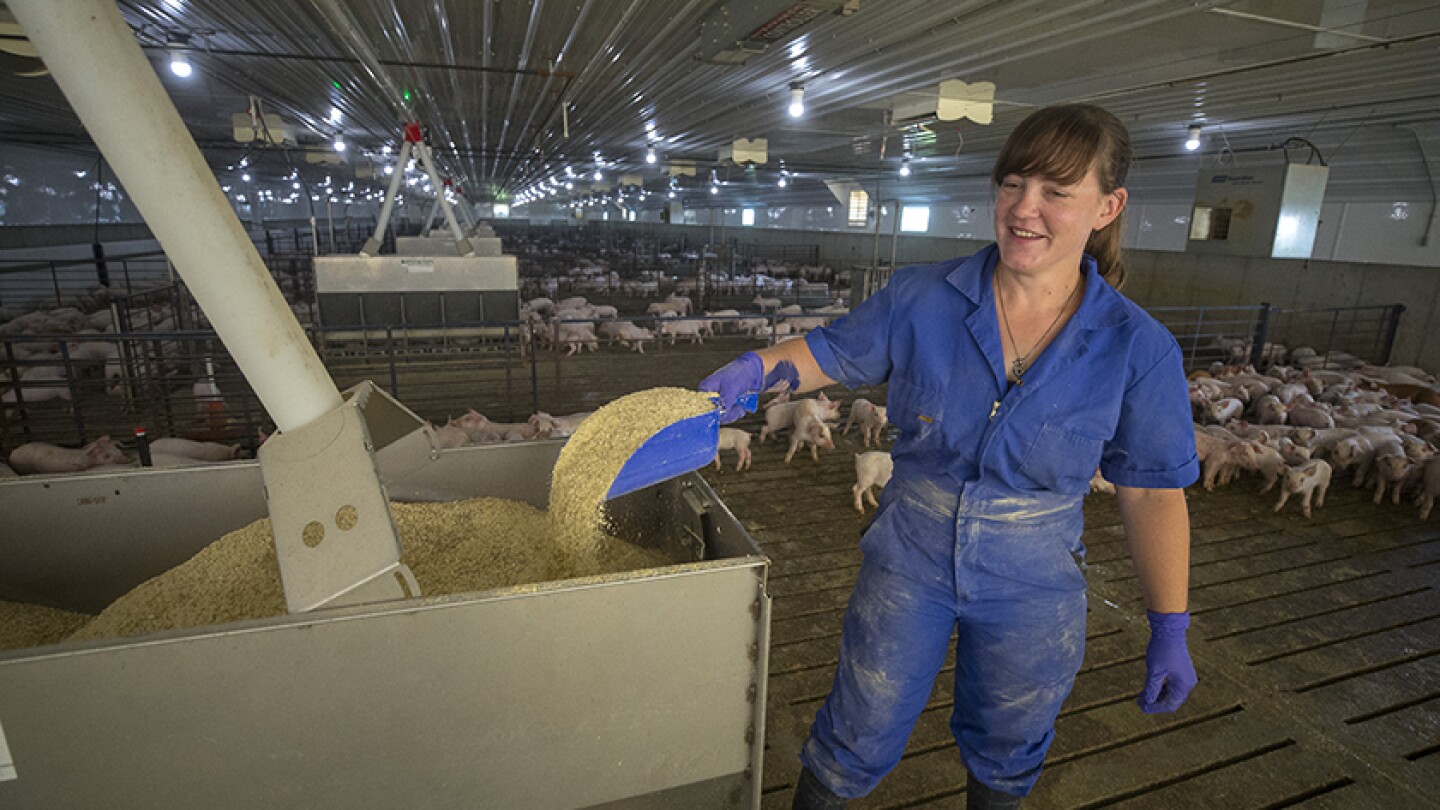 USDA Offers More Aid to Swine Producers Through CFAP