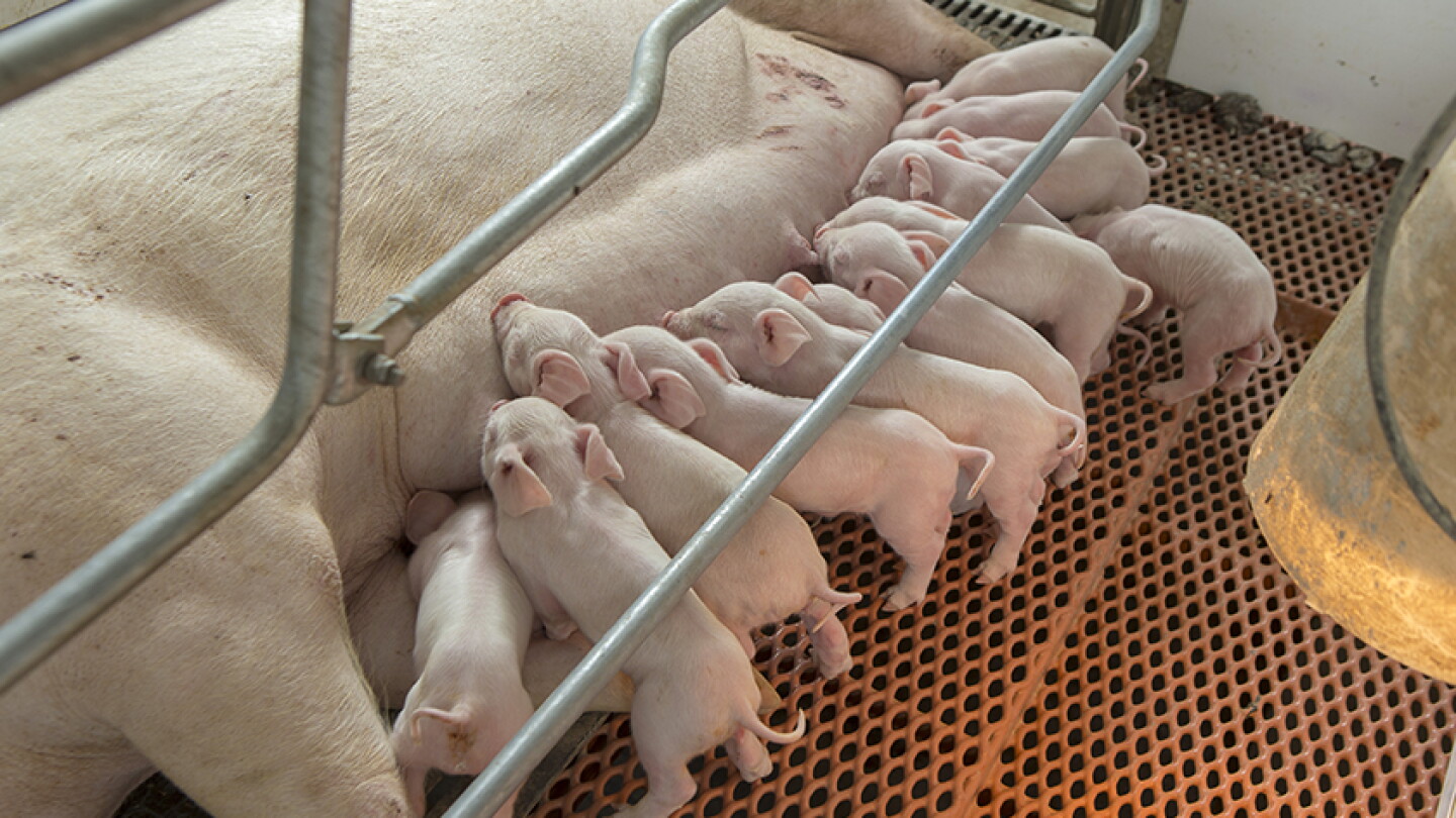 Hogs and Pigs Report: How Will Increase in Pigs Saved Per Litter Impact ...