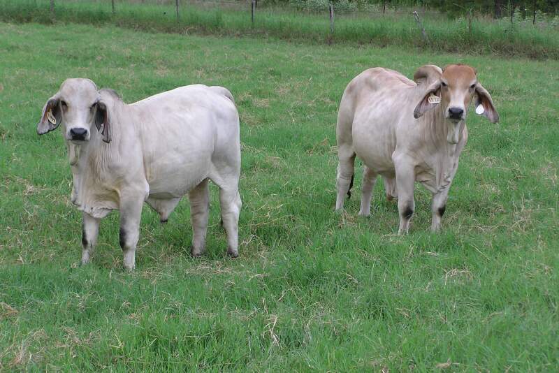 brahman calf