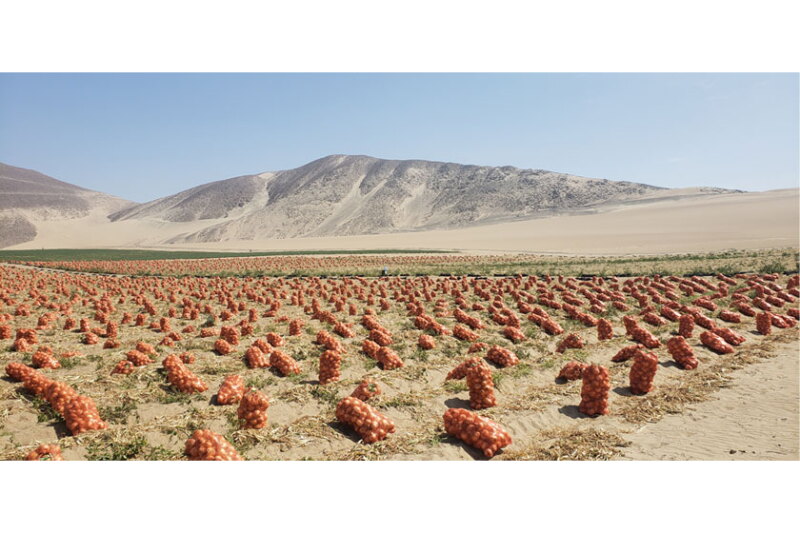 This is how sweet the Peruvian onion deal looks - The Packer