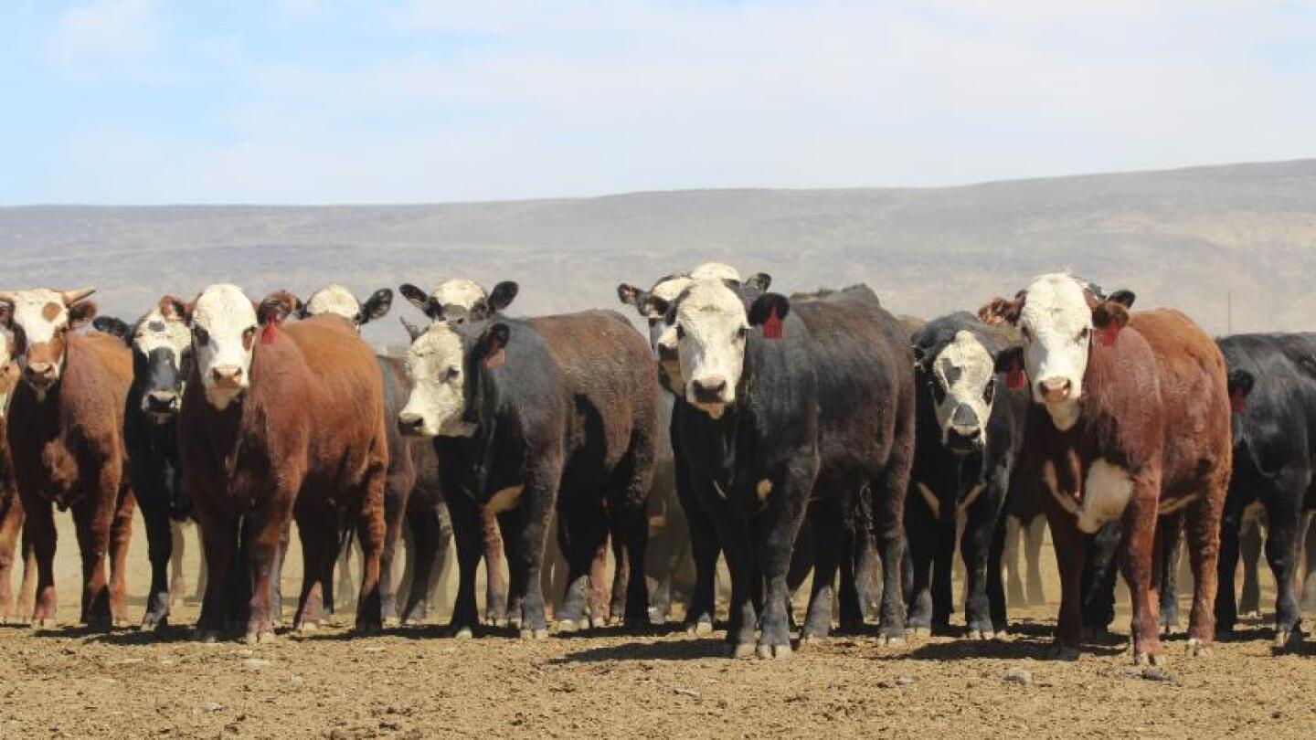 Peel: Feedlots Maintain Cattle Inventories - Drovers