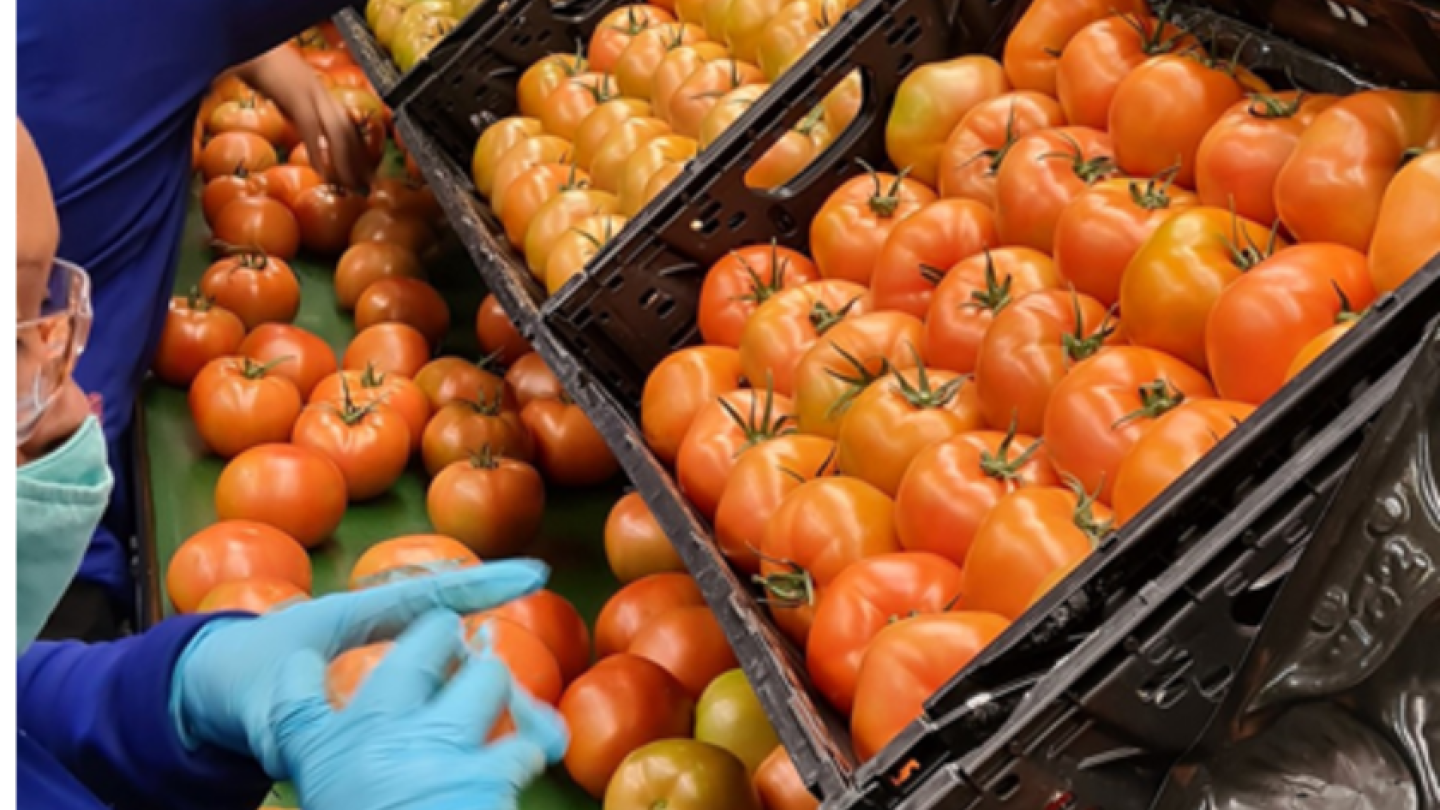 Mexican greenhouse grower signs on with IFCO - The Packer