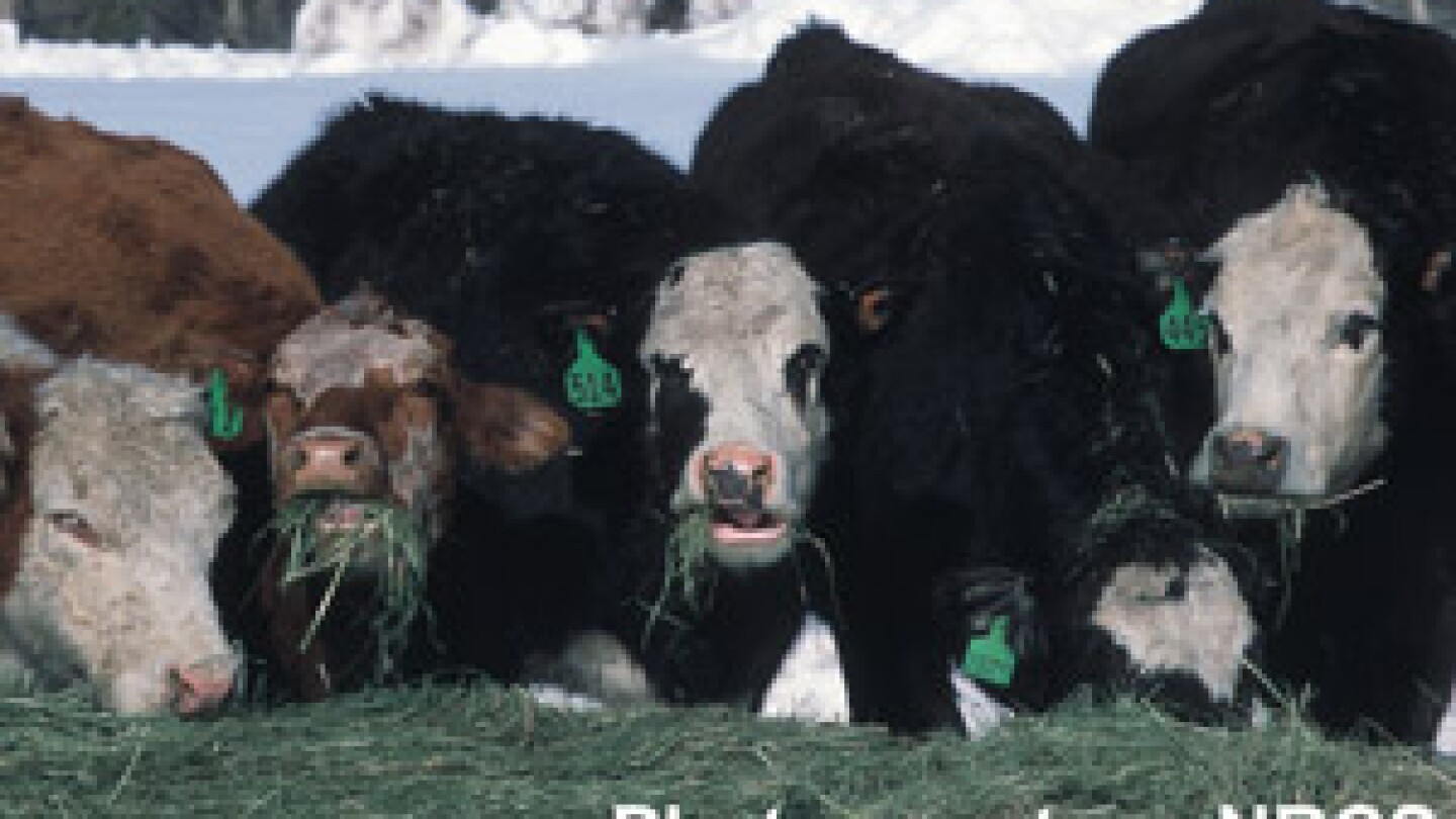 Winter Tetany in Beef Cattle - Drovers