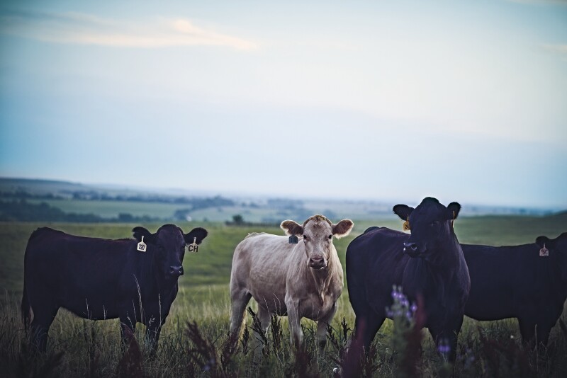 How are Producers Finding Success with Stockers? - Drovers