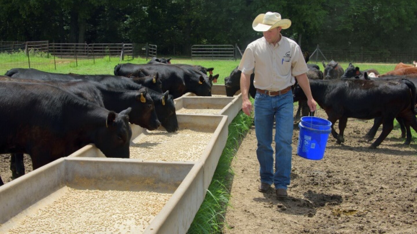 Price, Numbers are Up for Beef Cattle in Mississippi - Drovers