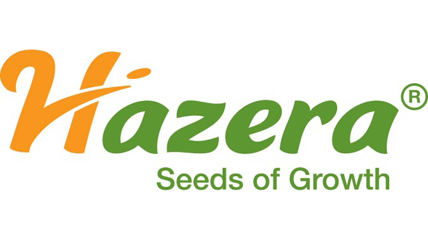 Hazera introduces new plum tomato variety - The Packer