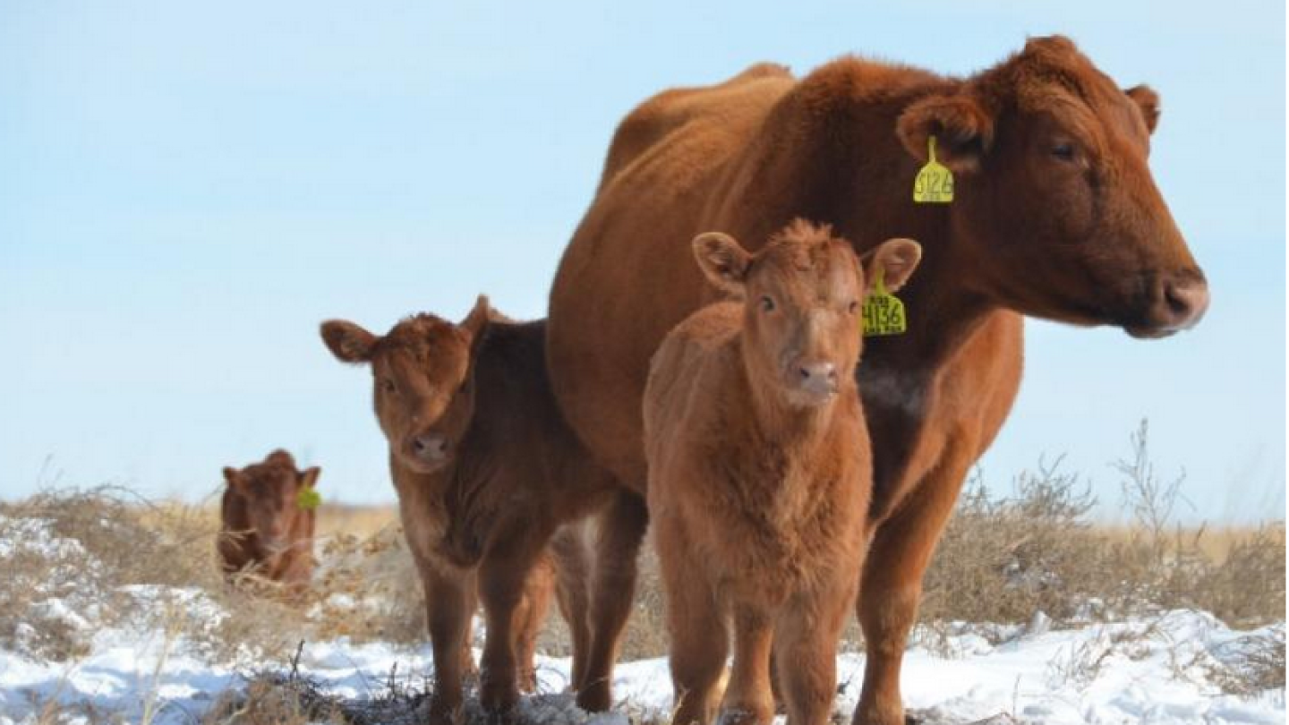 buffalo calf normal temperature