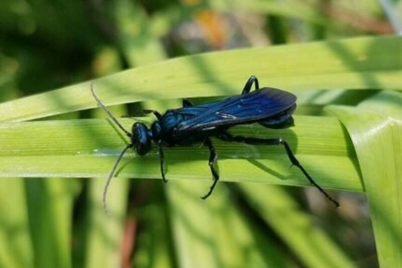 blue mud wasp