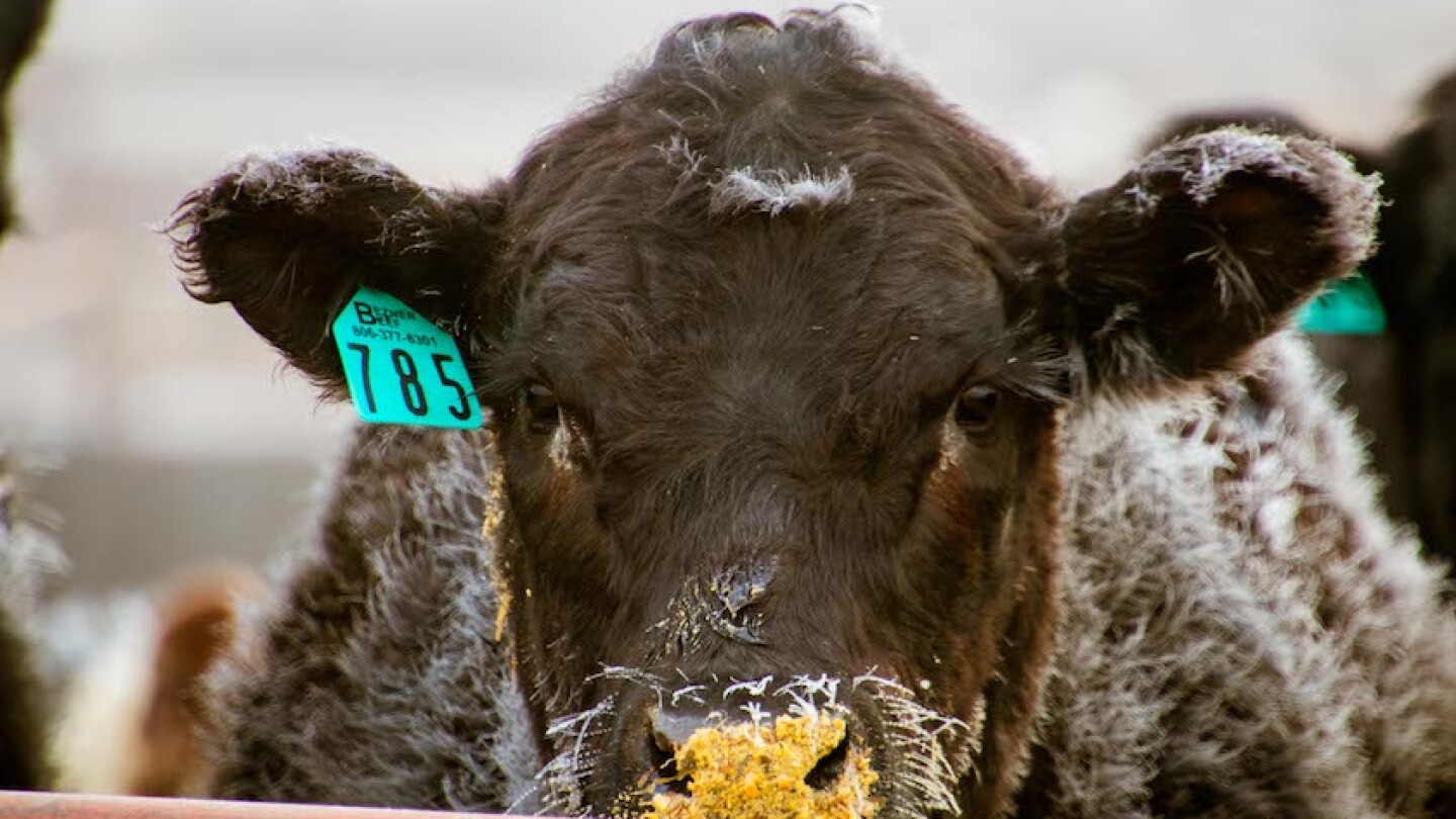 Unlock Cattle Performance: Why Feeding Rumen Microbes Matters - Bovine Vet