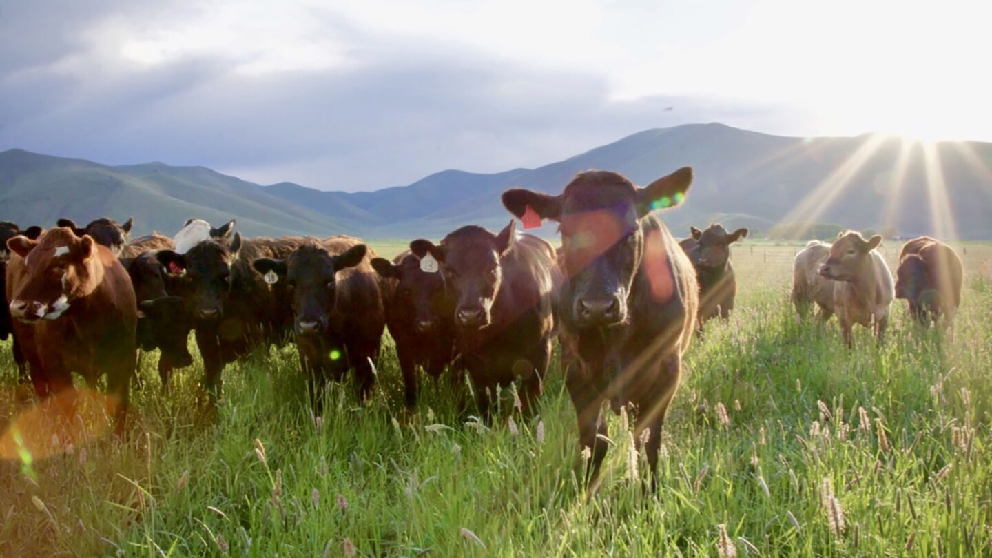 Speer: Protectionists and Their Tariffs: Private Interest Guised as ...