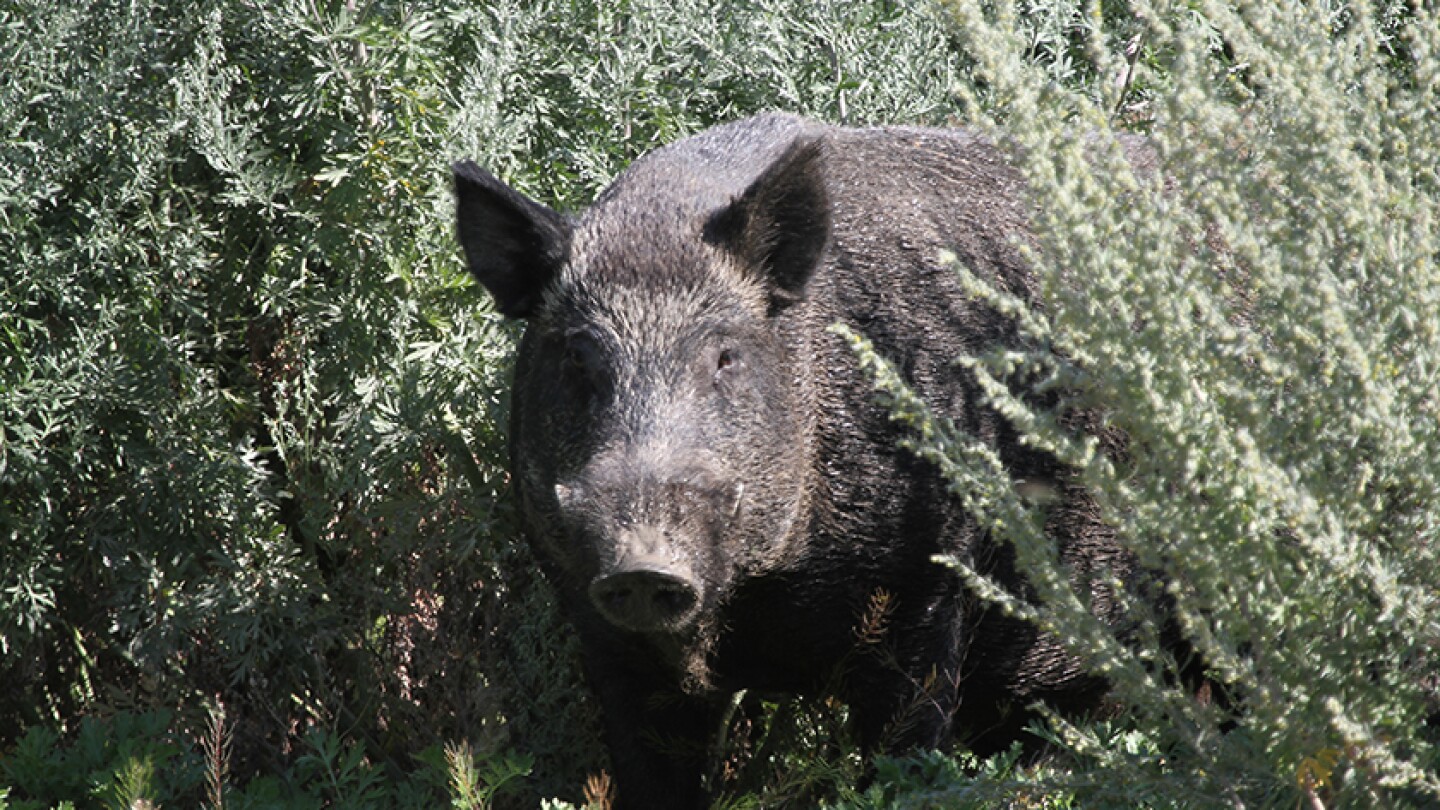 Minnesota Prepares for Potential Wild Pig Invasion - Pork Business