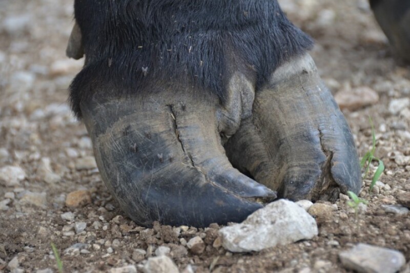 Hoof Cracks in Beef Cattle - Drovers