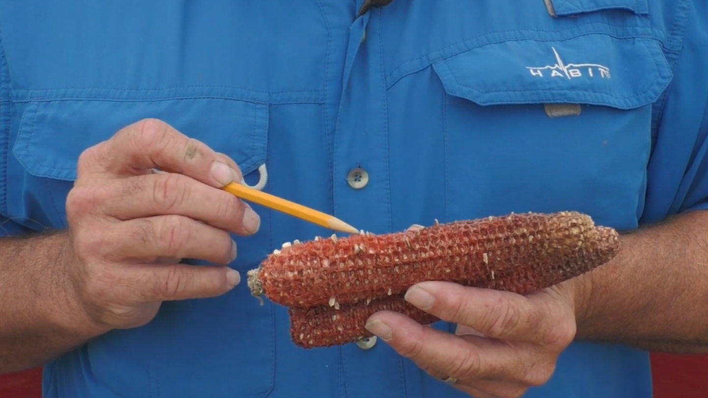 Fins and Scales on Corn Explained in Video - AgWeb