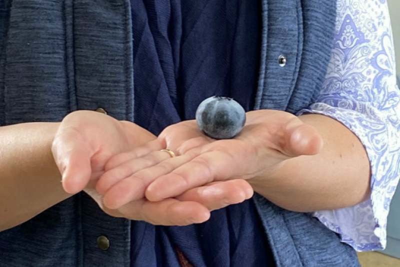 Ozblu blueberry sets Guinness World Record for weight — again - The Packer