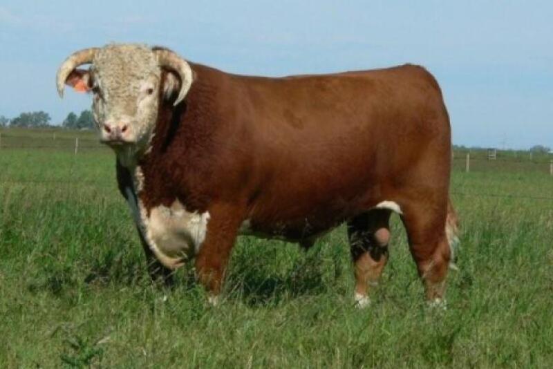 Is It Time to Pull Bulls? - Drovers