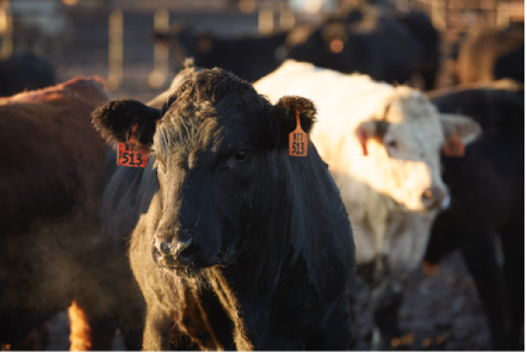 Drovers - Beef Industry News, Markets and Production