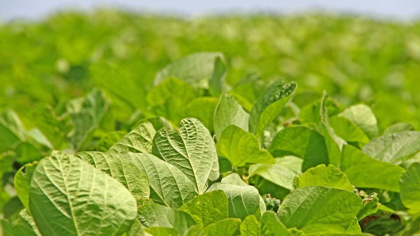 Soybean Futures Defend Support and Rally. How High Can They Go? - AgWeb