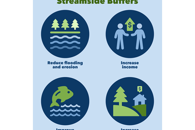 3 Steps to Planting a Tree Buffer. - AgWeb