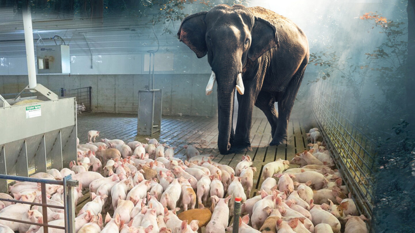 The Elephant In The Barn: Why We Can’t Ignore This Risk on the Pig Farm ...
